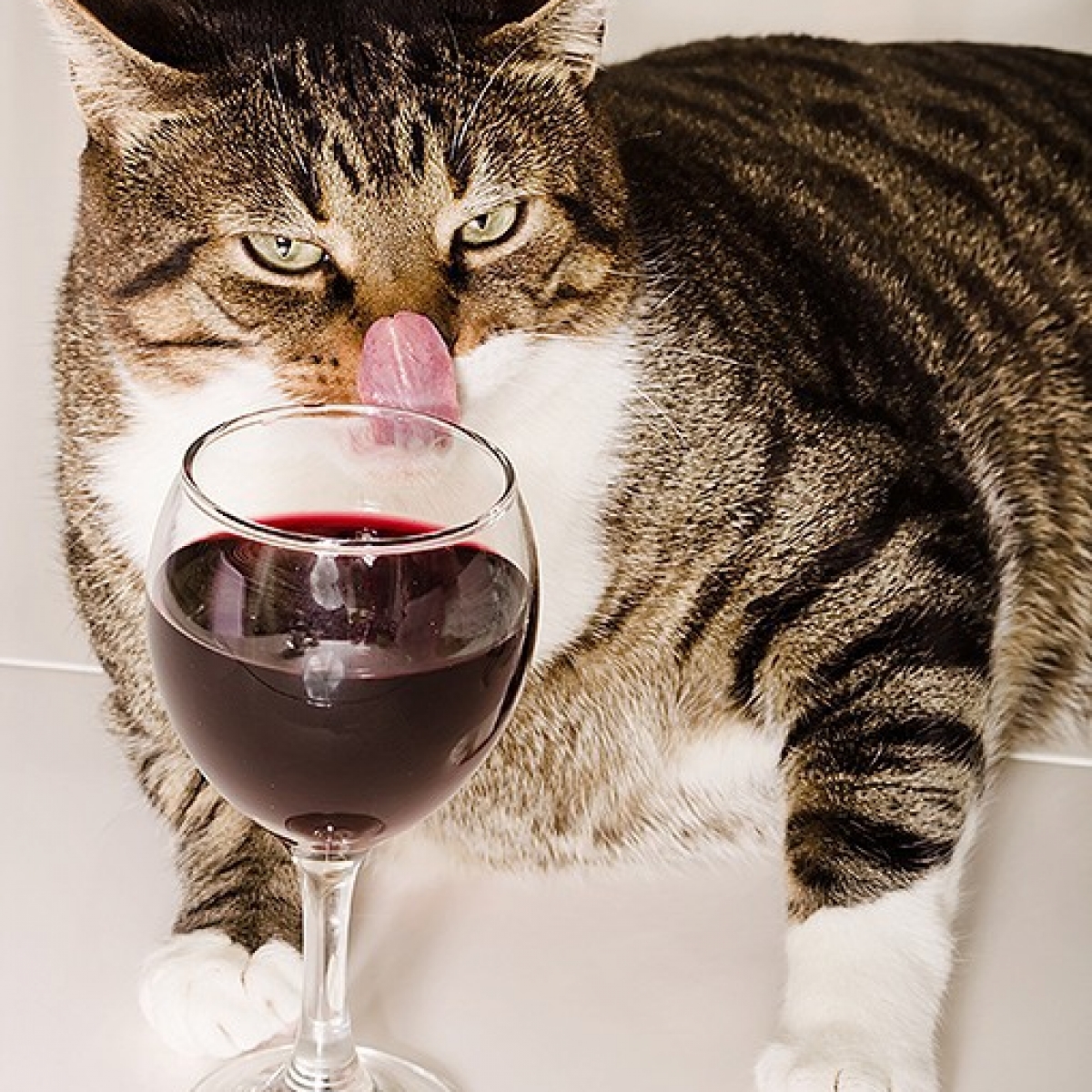 Cat Wine - Make your own catnip wine! Cat wine buying guide, general ...